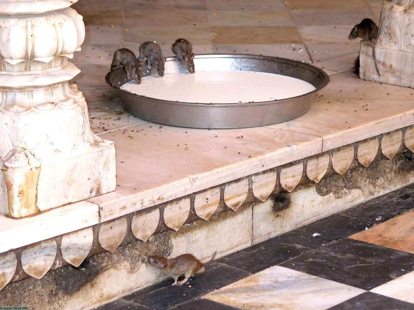 Rat Temple - India Book of Records